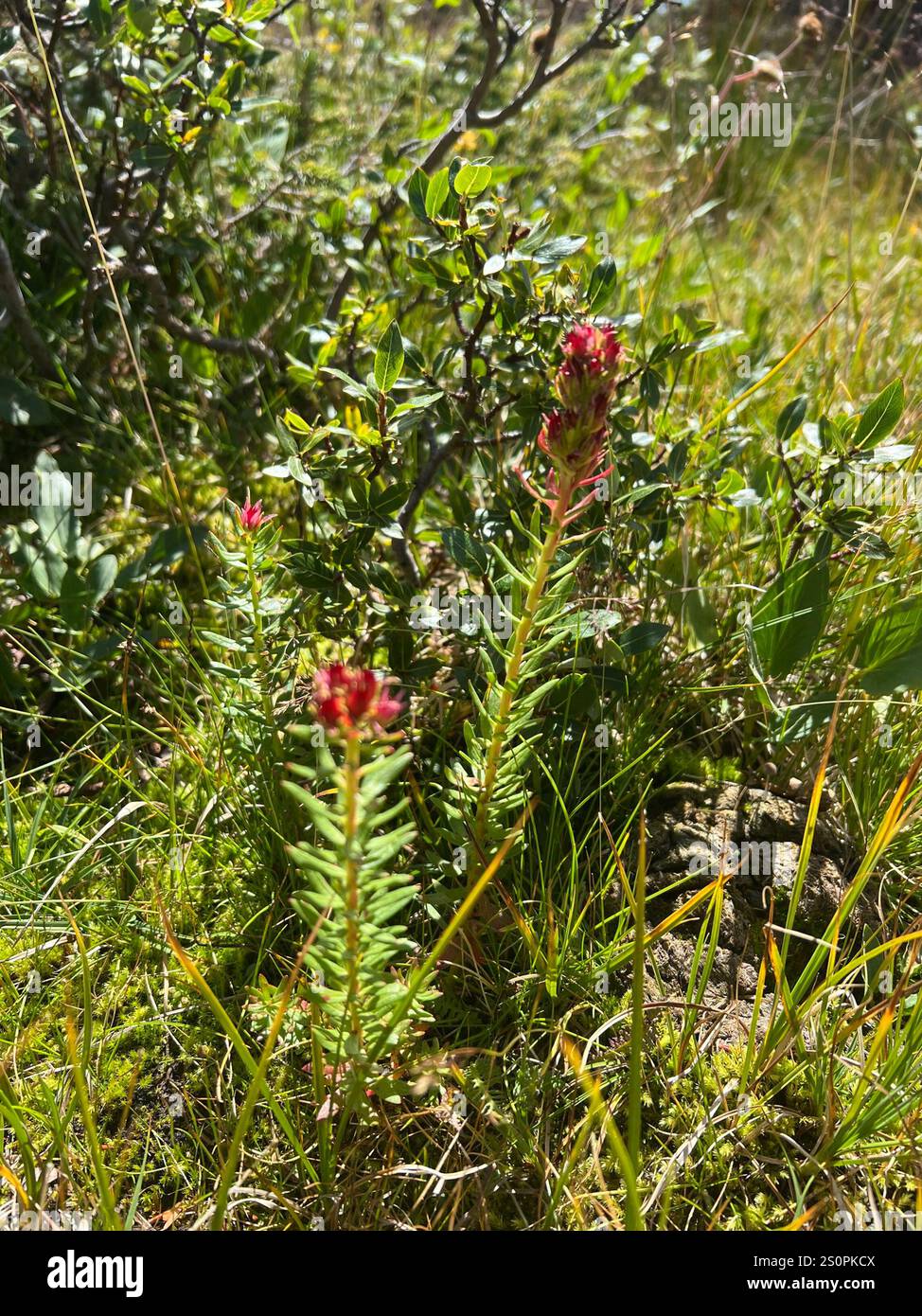 Queen's Crown (Rhodiola rhodantha Stock Photo - Alamy