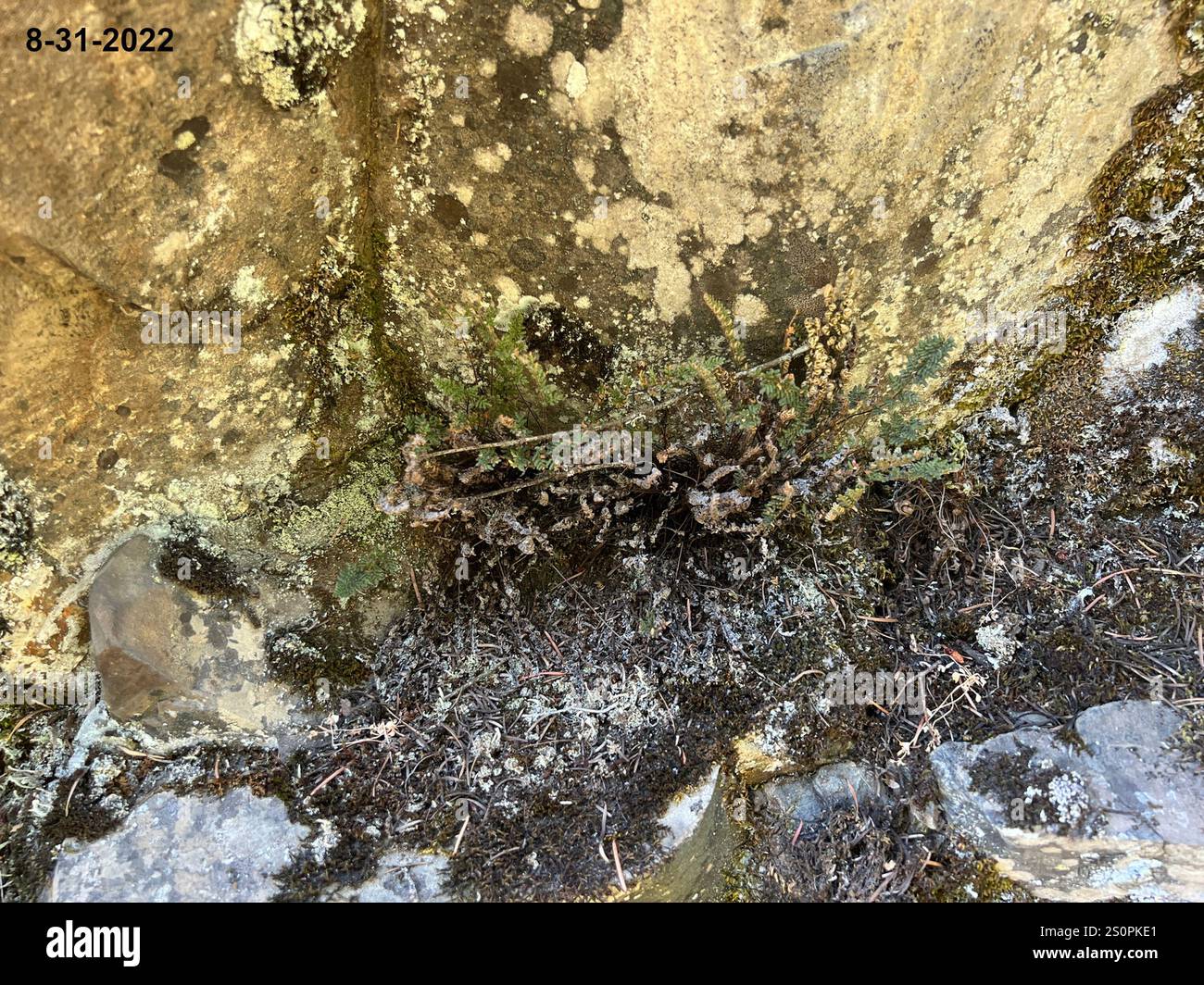 lace lip fern (Myriopteris gracillima Stock Photo - Alamy