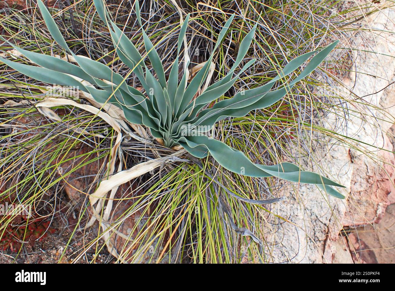 Poison-bulb (Boophone disticha Stock Photo - Alamy