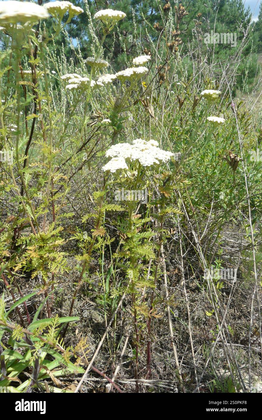 Noble Yarrow (Achillea nobilis Stock Photo - Alamy