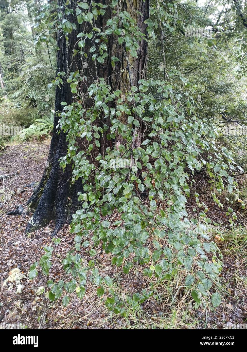 Nothofagus fusca hi-res stock photography and images - Alamy
