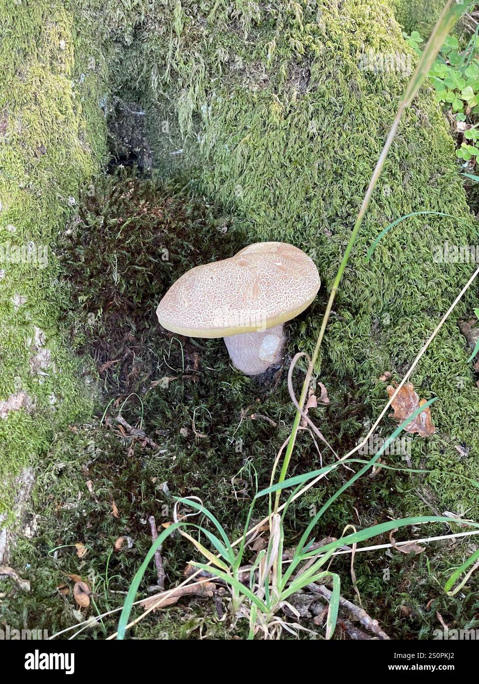 Velvet Bolete (Suillus variegatus Stock Photo - Alamy