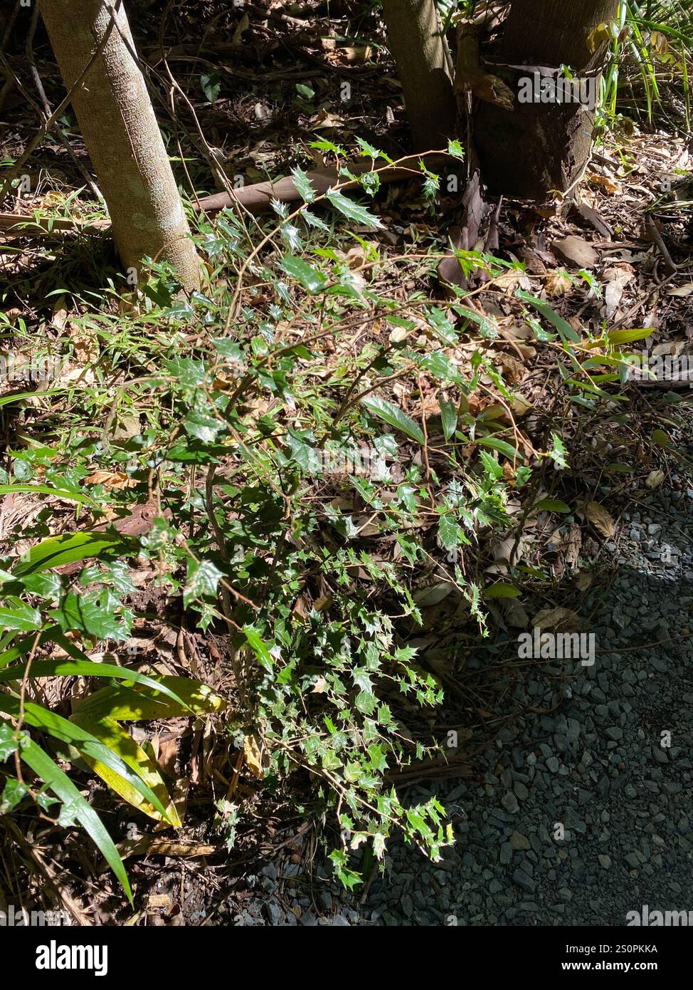 Axe handle Wood (Aphananthe philippinensis Stock Photo - Alamy