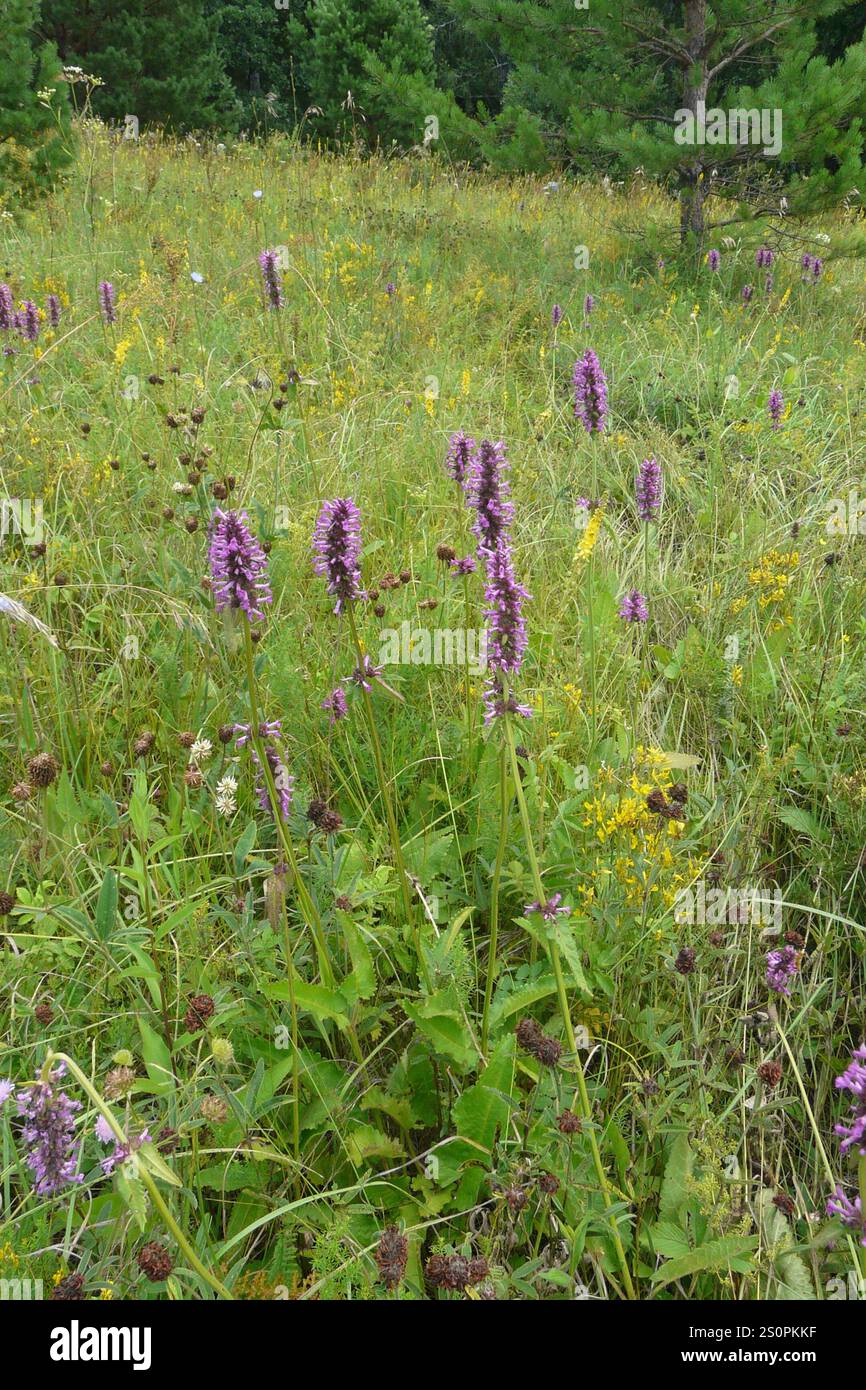 common hedge-nettle (Betonica officinalis Stock Photo - Alamy