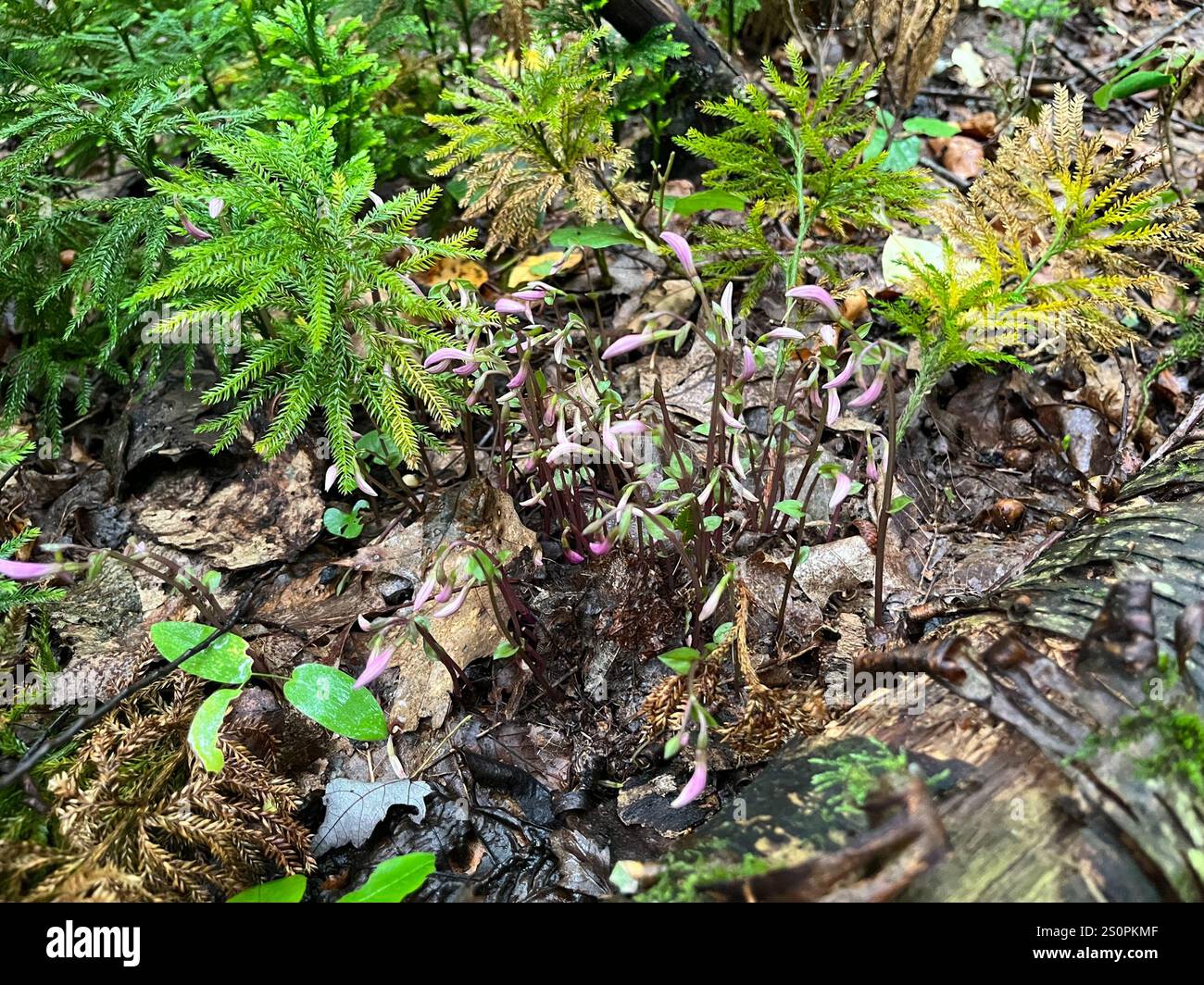 three birds orchid (Triphora trianthophoros Stock Photo - Alamy