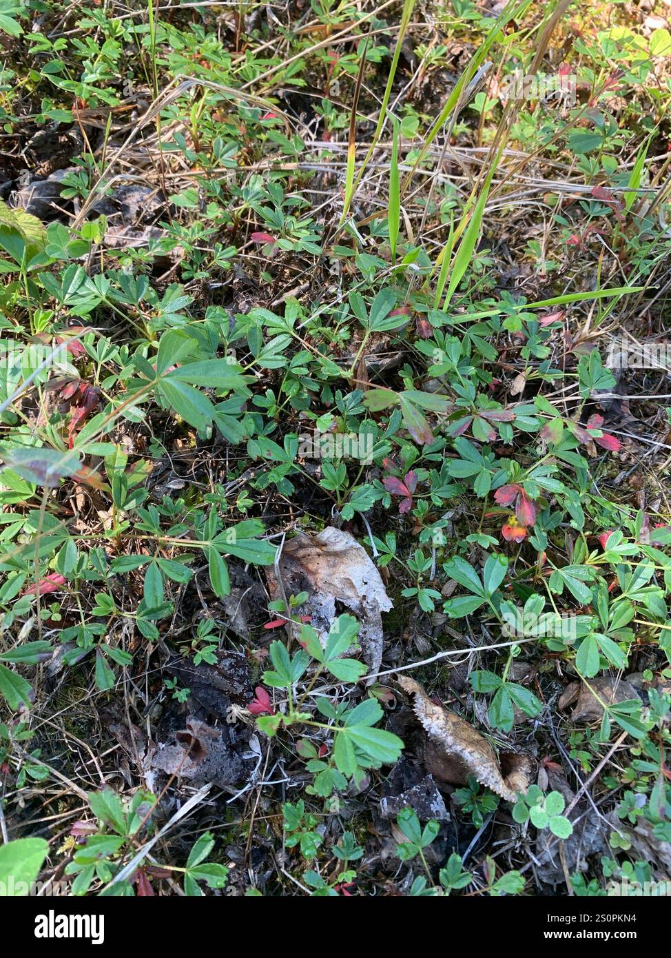 three-toothed cinquefoil (Sibbaldiopsis tridentata Stock Photo - Alamy