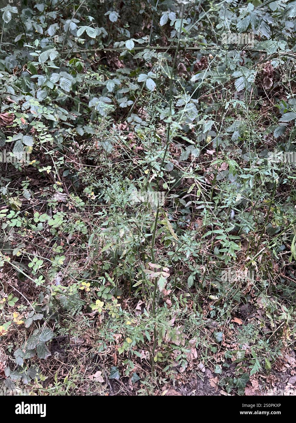 stone parsley (Sison amomum Stock Photo - Alamy