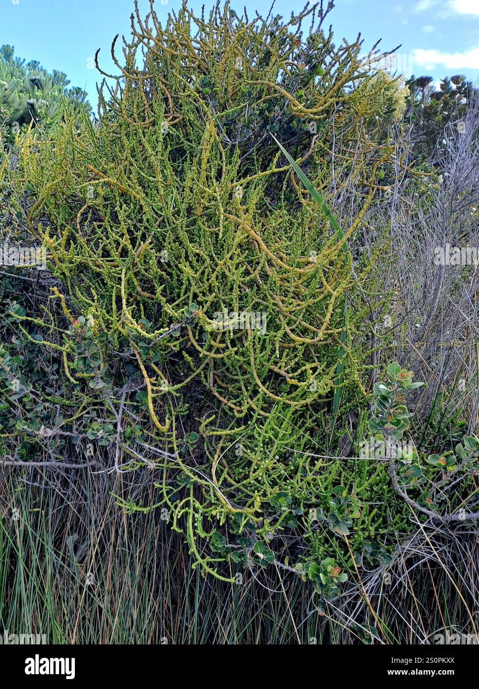 Cape Mistletoe (Viscum capense Stock Photo - Alamy
