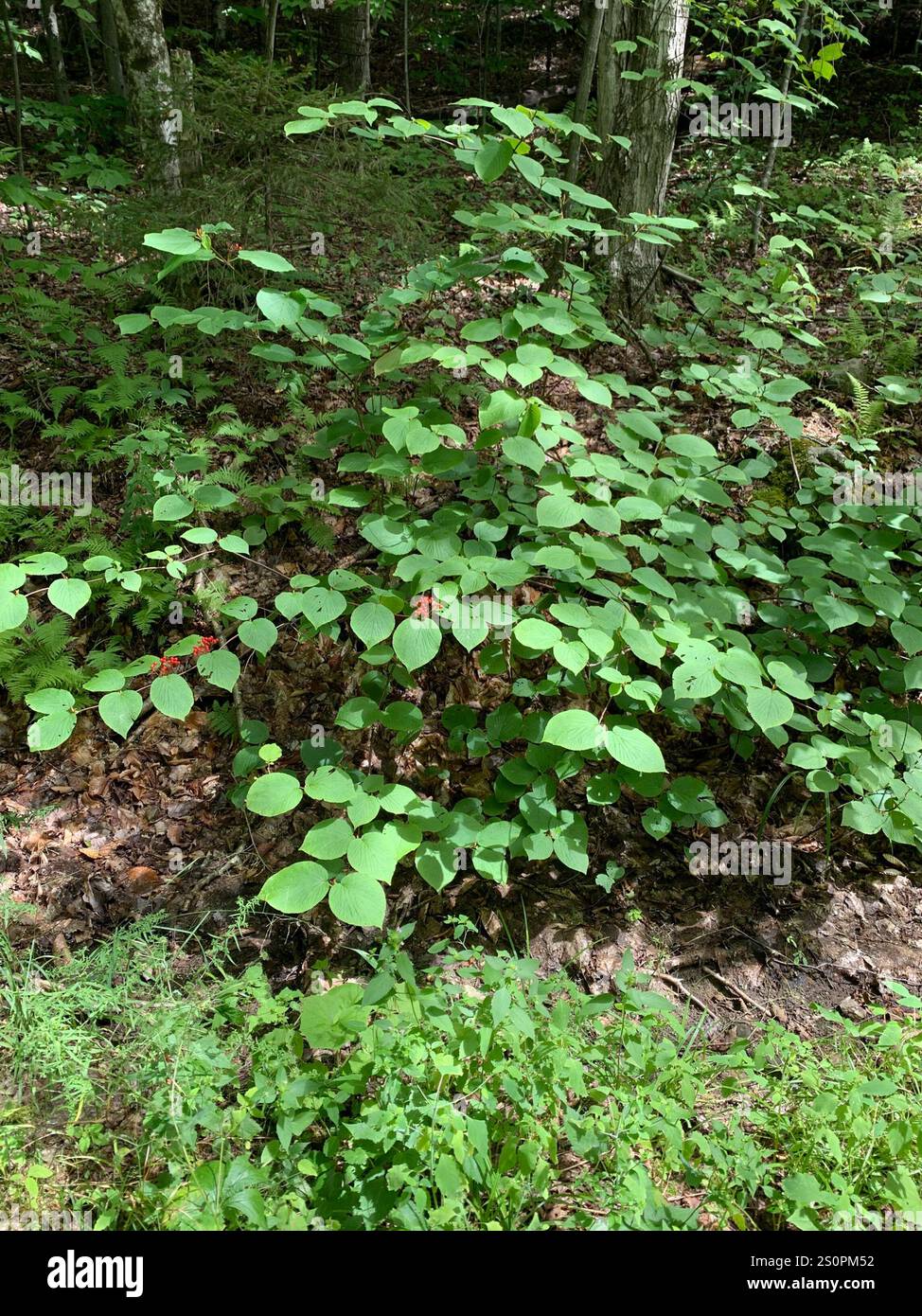 hobblebush (Viburnum lantanoides Stock Photo - Alamy