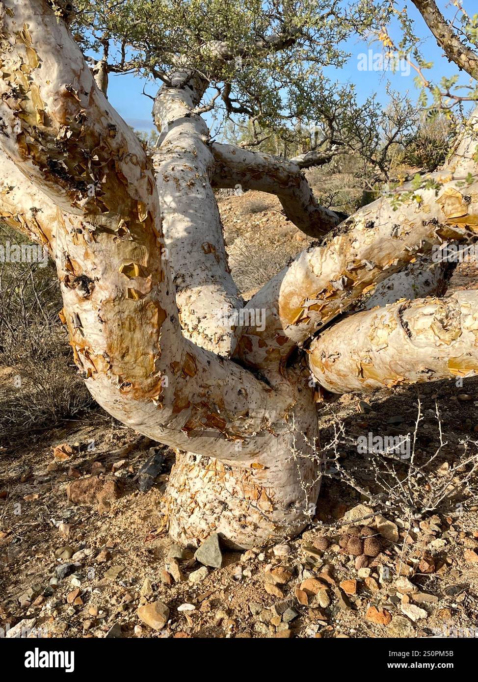 Baja Elephant Tree (Pachycormus discolor Stock Photo - Alamy