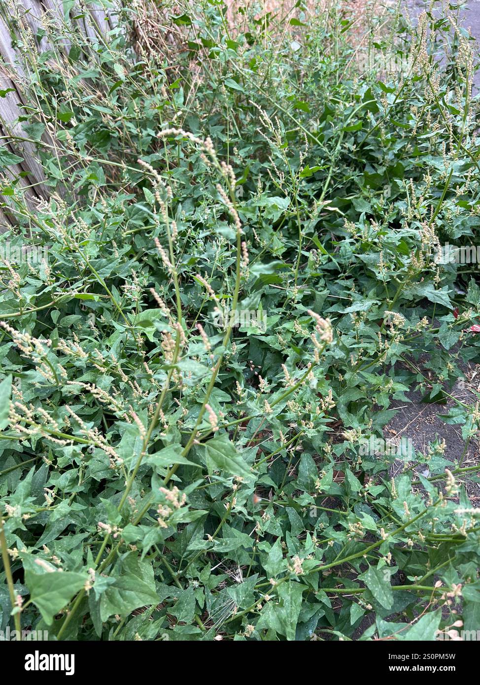 Common Orache (Atriplex patula Stock Photo - Alamy