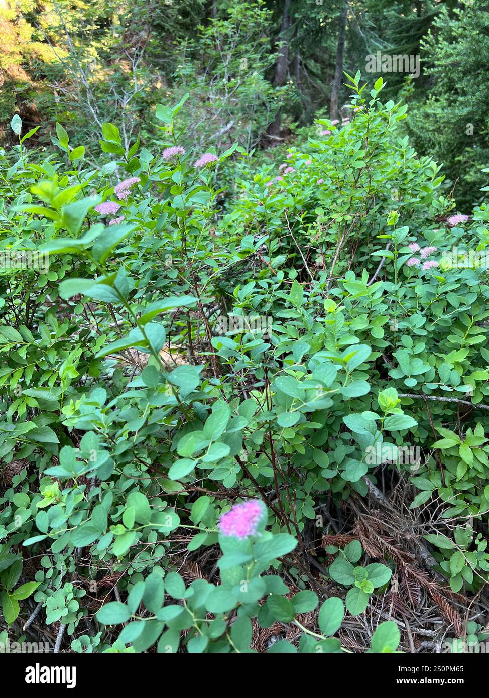 Mountain Spirea (Spiraea splendens Stock Photo - Alamy