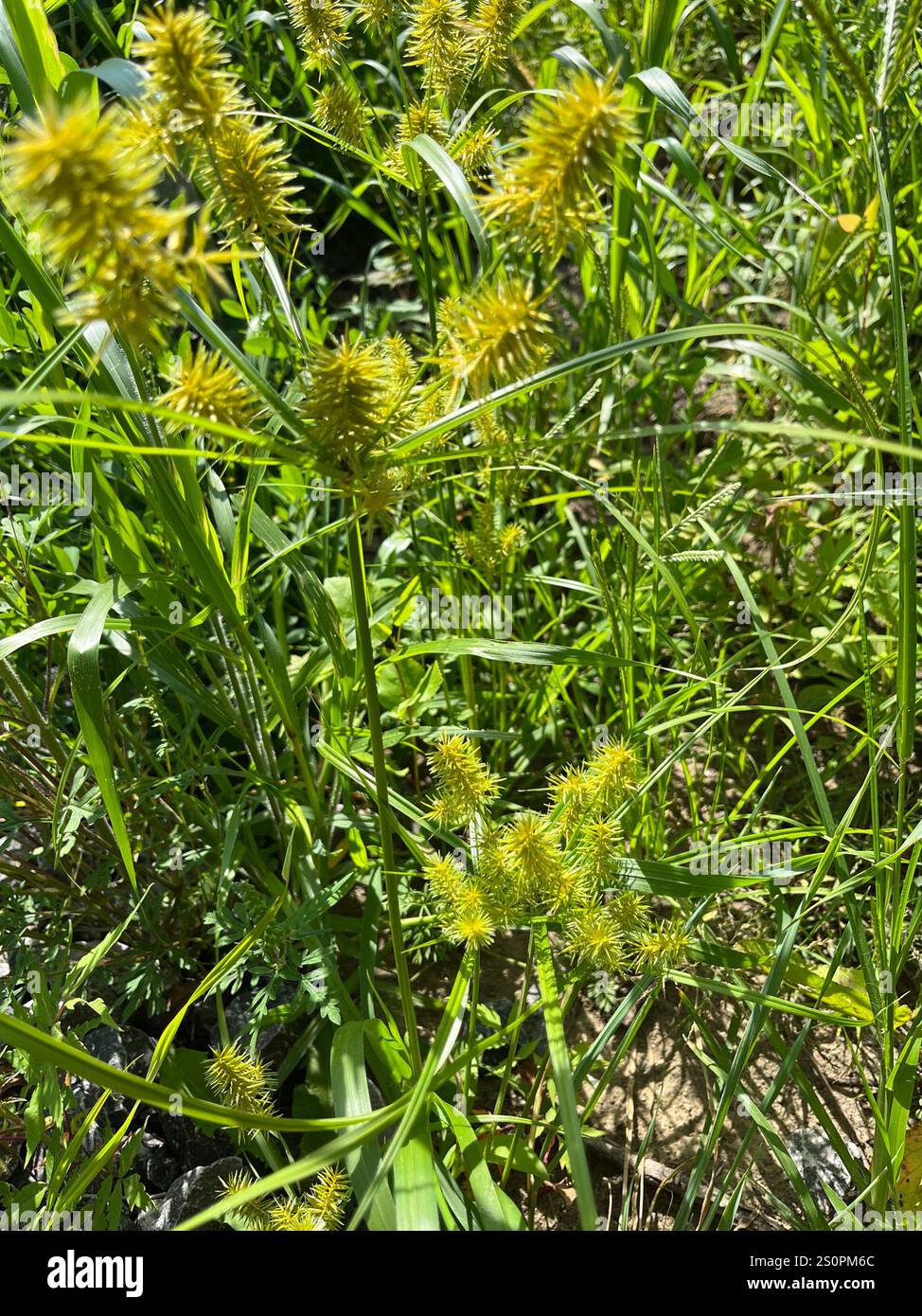 straw-colored flatsedge (Cyperus strigosus Stock Photo - Alamy
