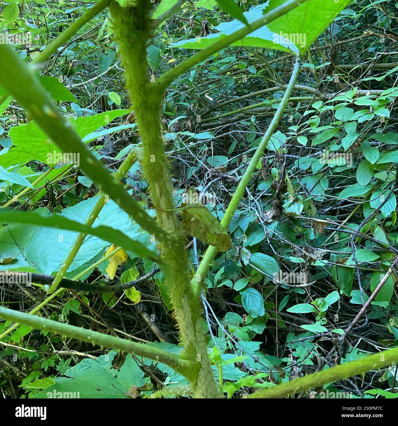 Devil's Club (Oplopanax horridus Stock Photo - Alamy
