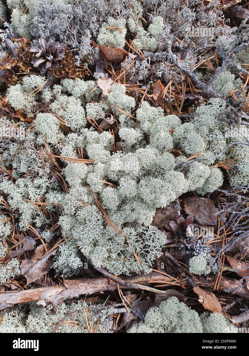 Star-tipped Reindeer Lichen (Cladonia stellaris Stock Photo - Alamy
