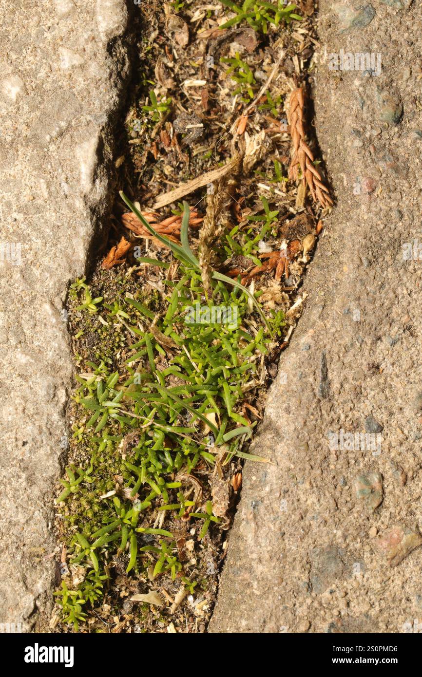 Procumbent Pearlwort (Sagina procumbens Stock Photo - Alamy