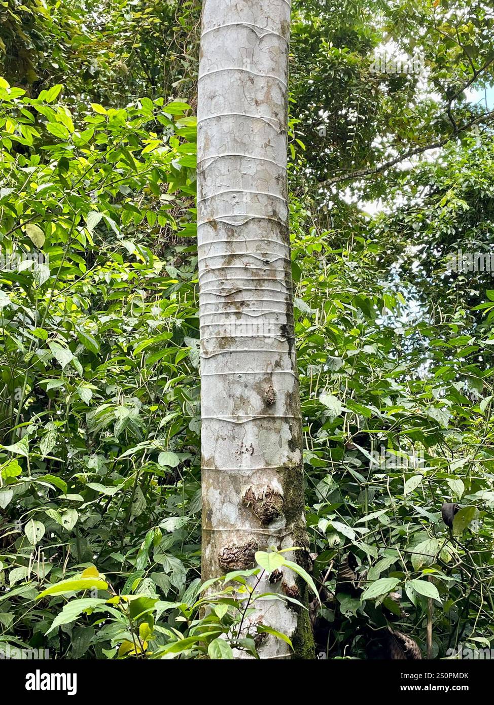 trumpet-tree (Cecropia obtusifolia Stock Photo - Alamy