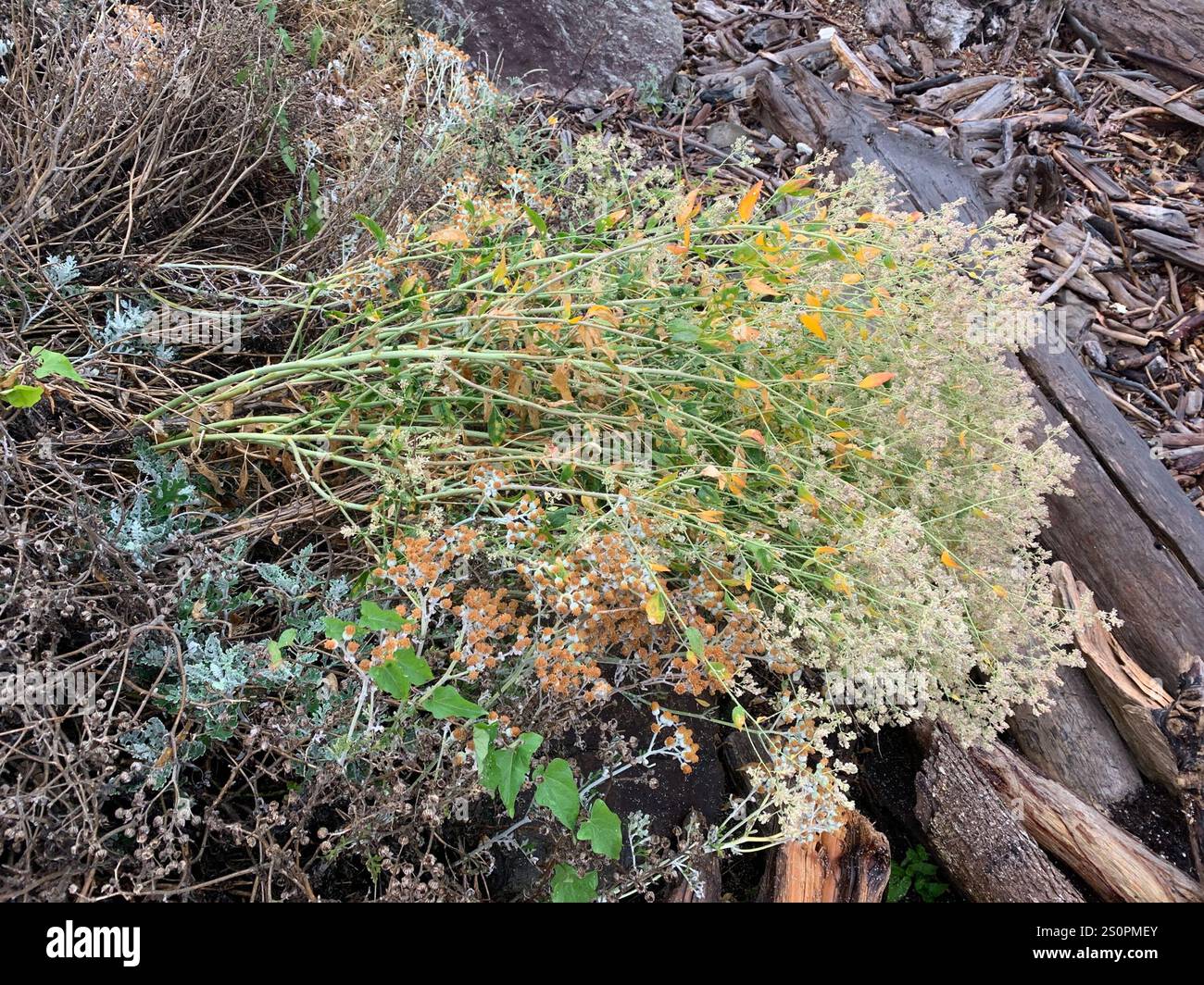 broadleaved pepperweed (Lepidium latifolium Stock Photo - Alamy