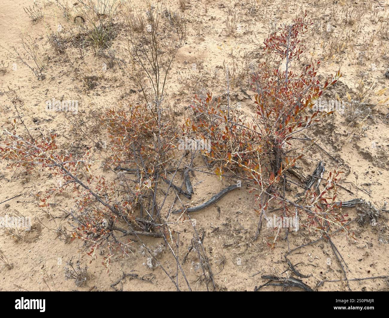 Hopsage (Grayia spinosa Stock Photo - Alamy