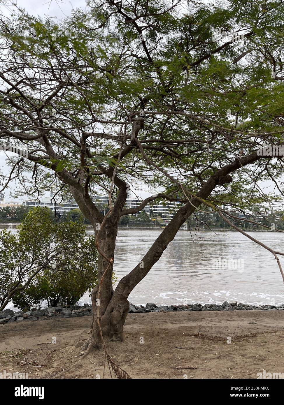 White leadtree (Leucaena leucocephala Stock Photo - Alamy