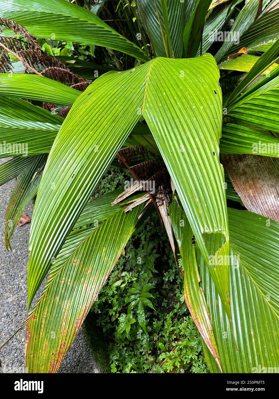 Setaria palmifolia setaria hi-res stock photography and images - Alamy