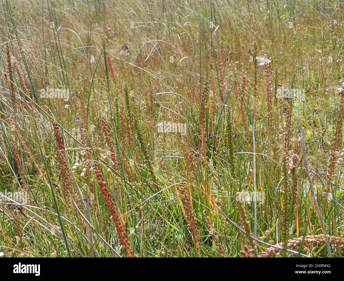 common arrowgrass (Triglochin maritima Stock Photo - Alamy