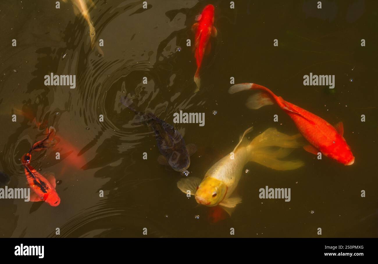 Koi fish aerial view hi-res stock photography and images - Alamy