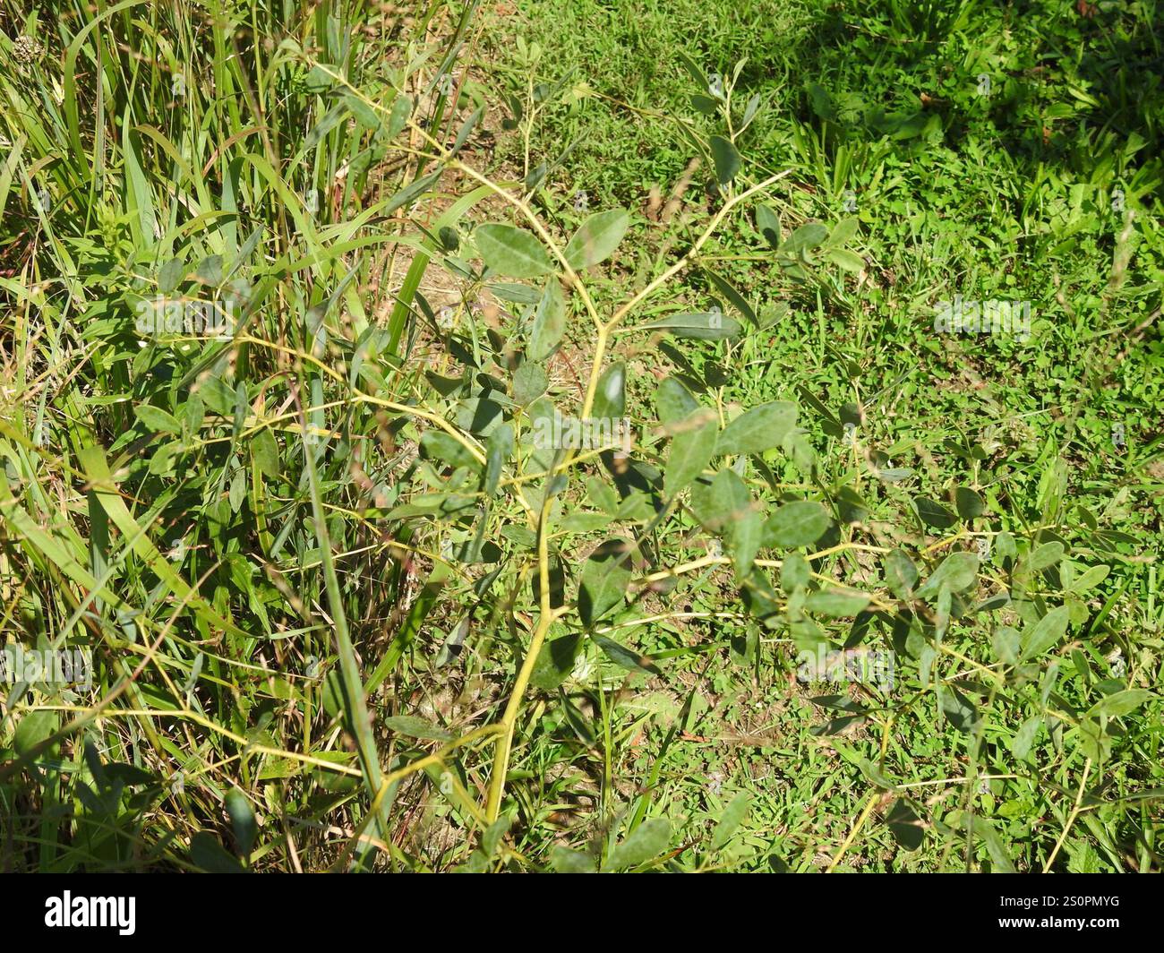 white wild indigo (Baptisia alba Stock Photo - Alamy