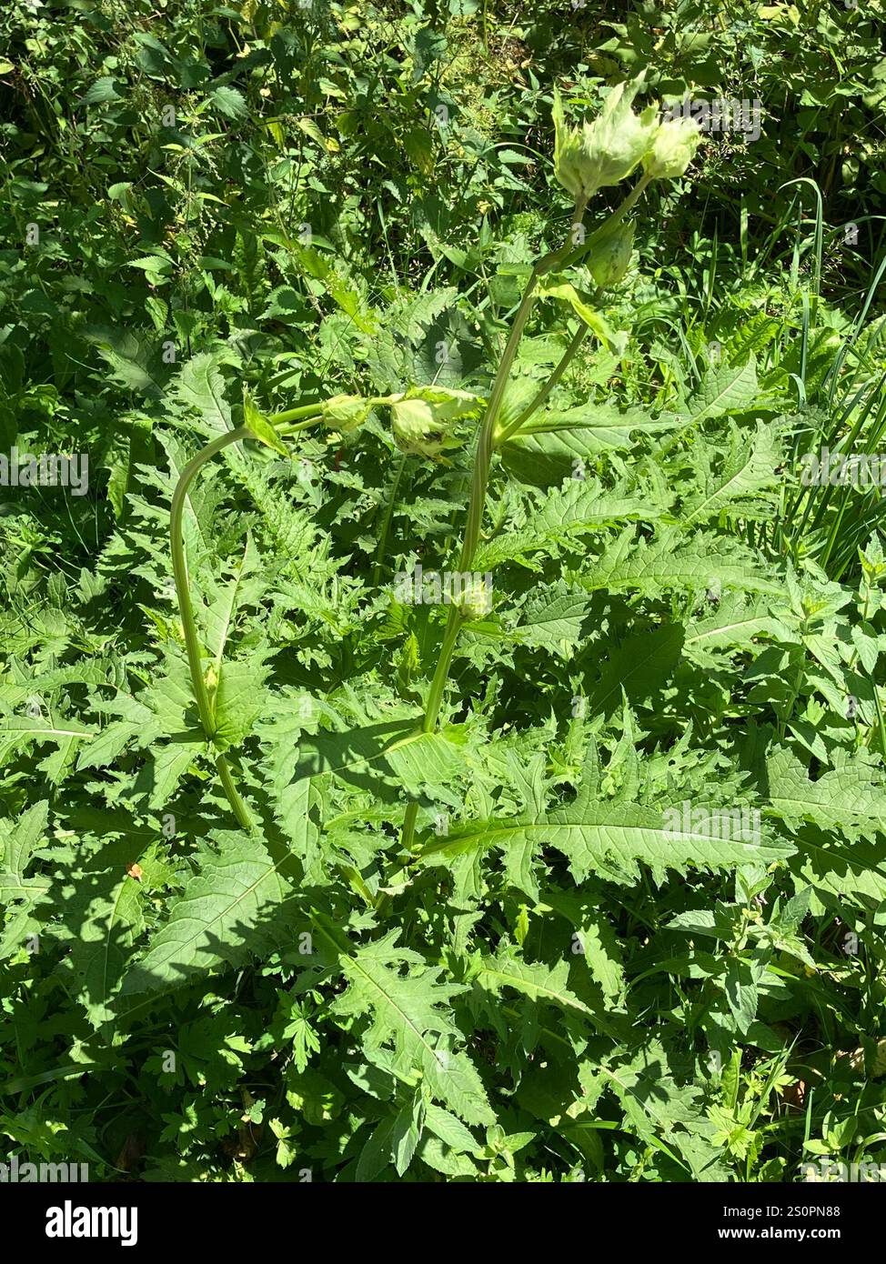 Cabbage Thistle (Cirsium oleraceum Stock Photo - Alamy