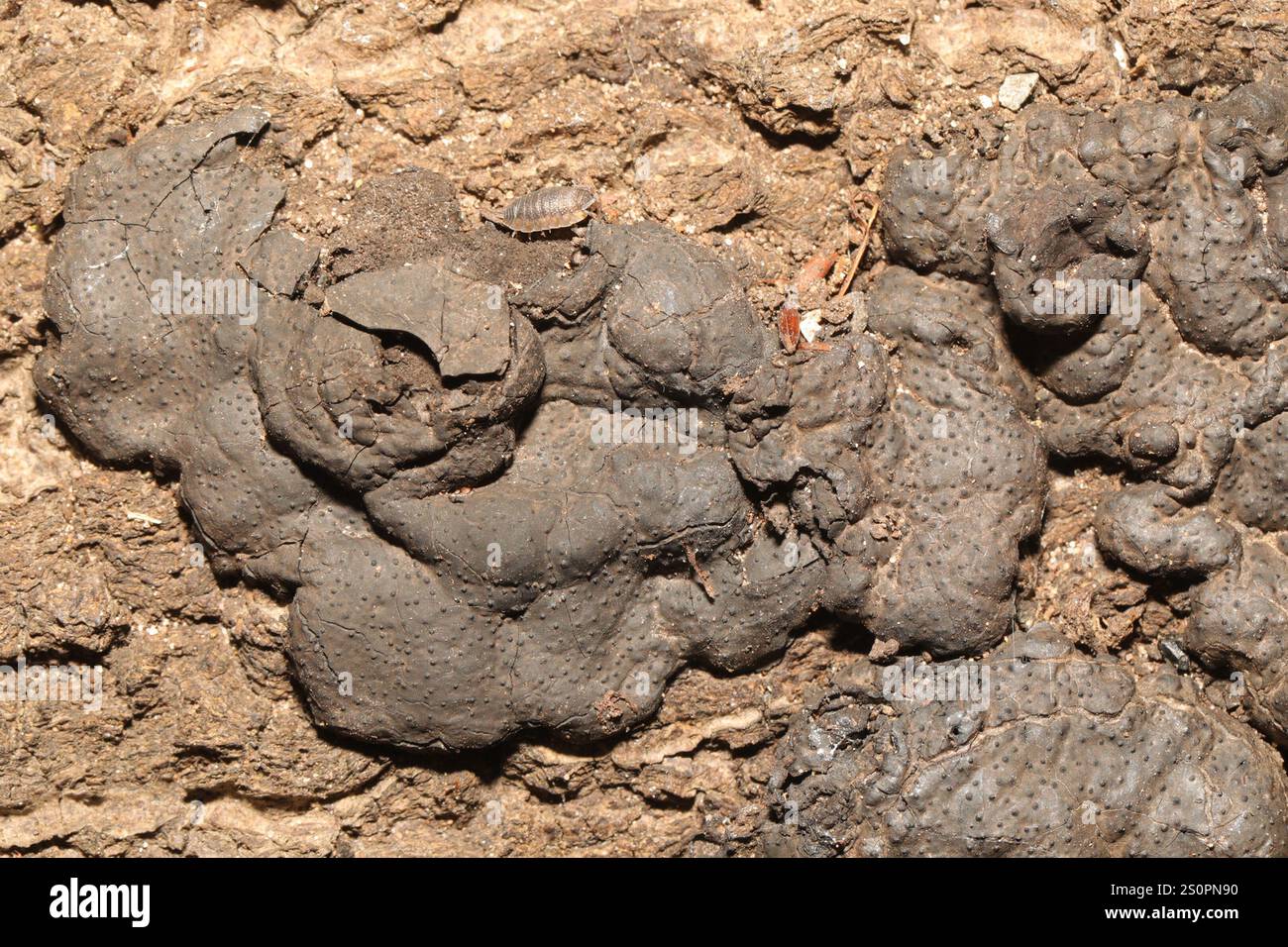 Brittle Cinder (Kretzschmaria deusta Stock Photo - Alamy