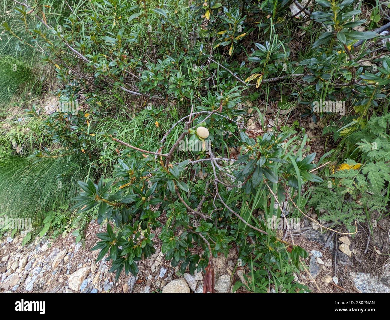 Rhododendron Leaf Gall (Exobasidium rhododendri Stock Photo - Alamy