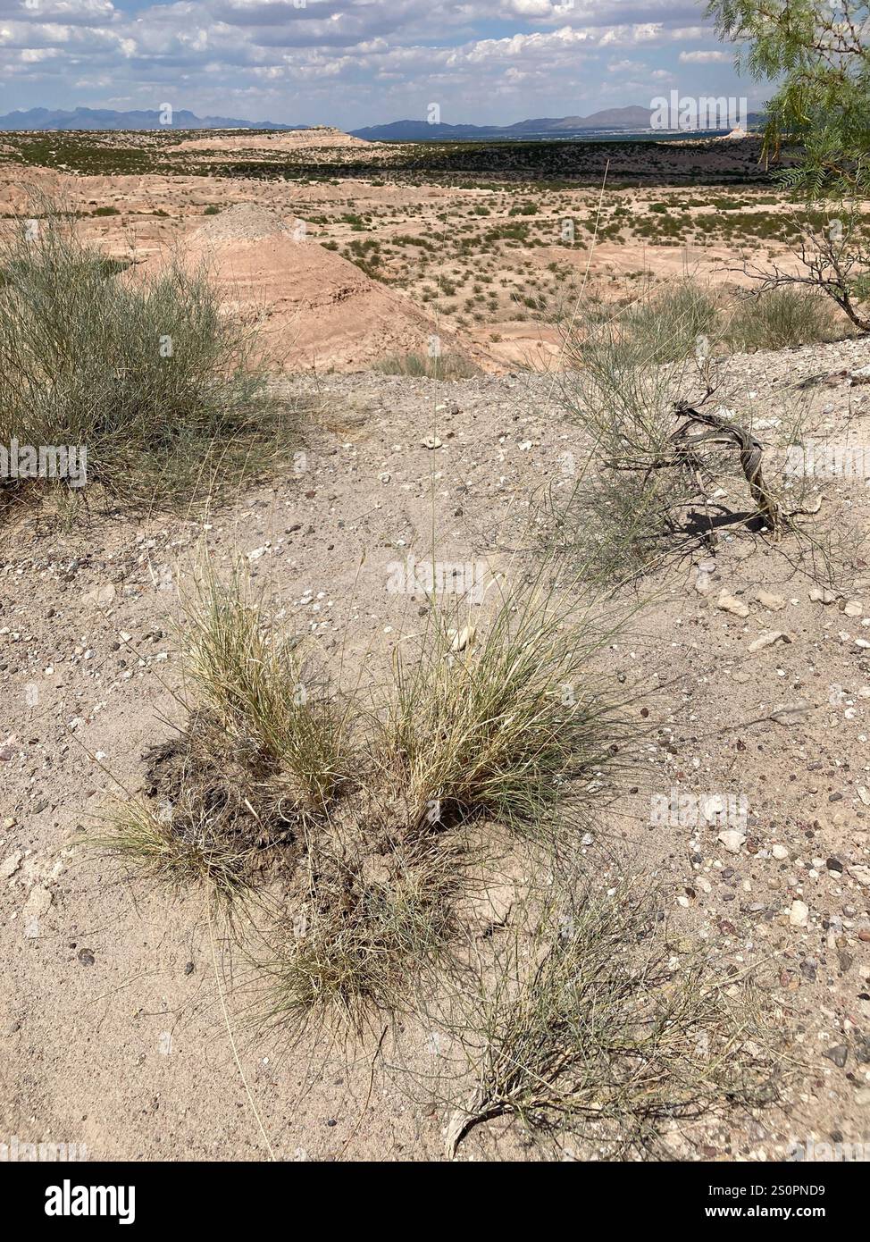 Alkali Sacaton (Sporobolus airoides Stock Photo - Alamy