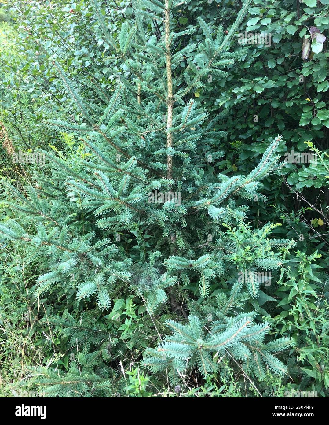 white spruce (Picea glauca Stock Photo - Alamy
