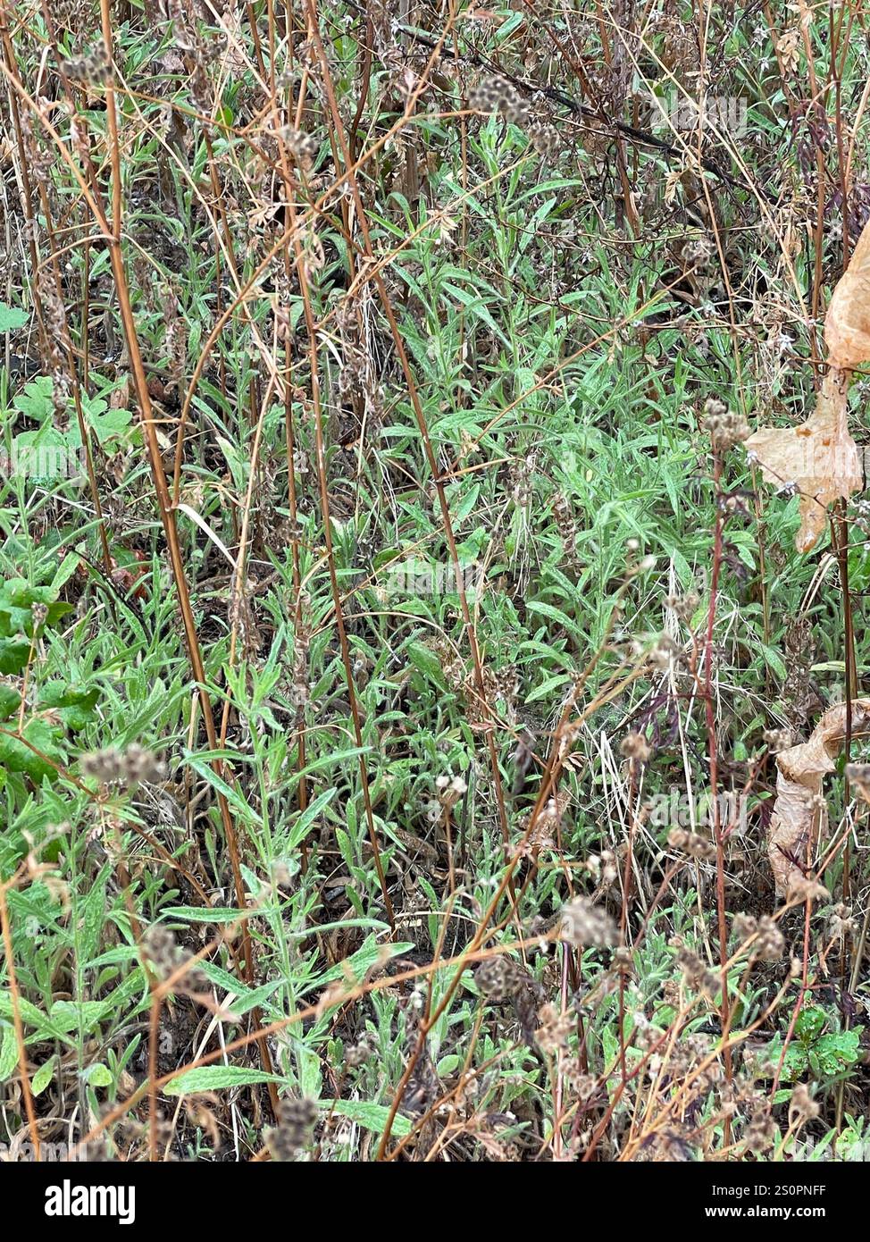 Stinkwort (Dittrichia graveolens Stock Photo - Alamy