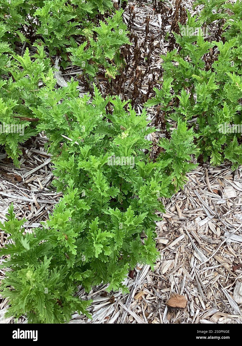 Palmleaf Mistflower (Conoclinium dissectum Stock Photo - Alamy