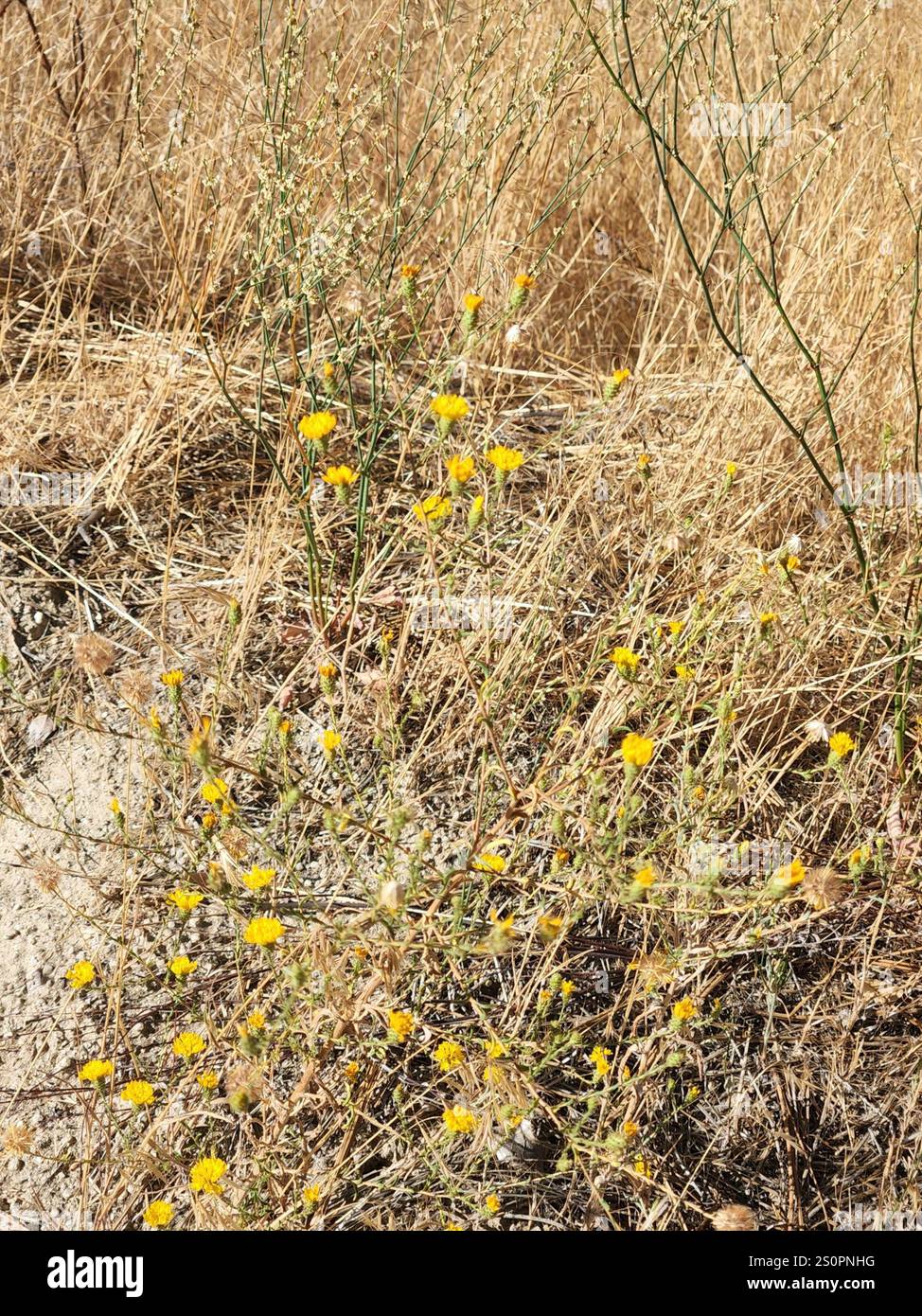 Valley Lessingia (Lessingia glandulifera Stock Photo - Alamy