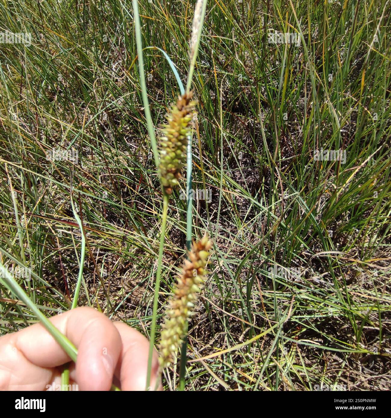 beaked sedge (Carex rostrata Stock Photo - Alamy