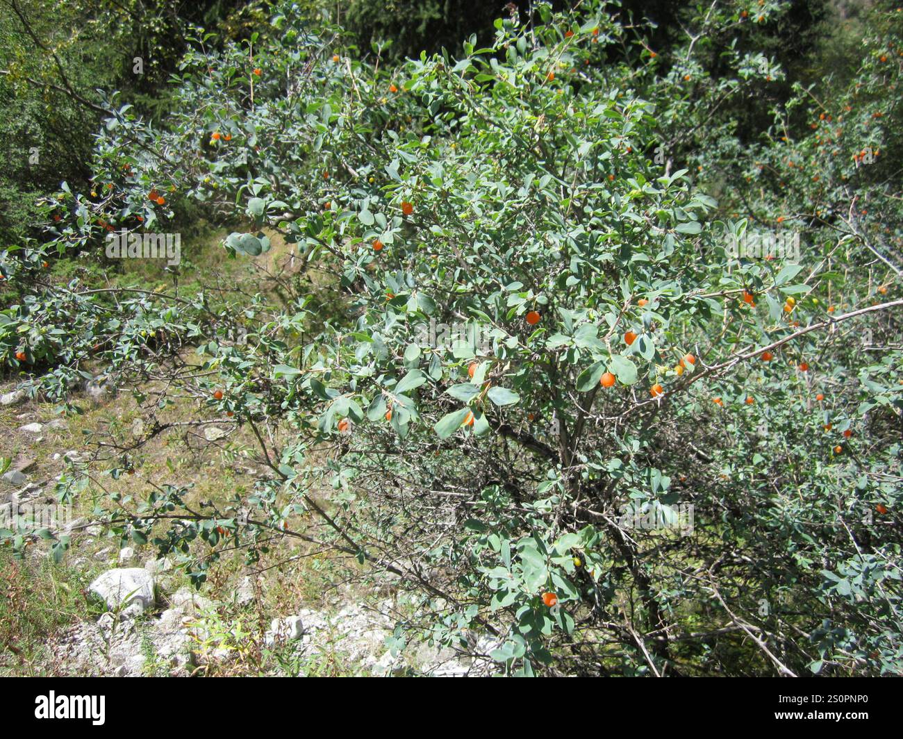 small-leaved honeysuckle (Lonicera microphylla Stock Photo - Alamy