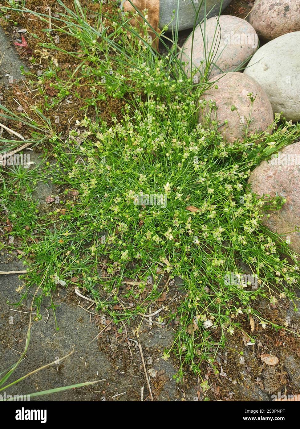 Procumbent Pearlwort (Sagina procumbens Stock Photo - Alamy
