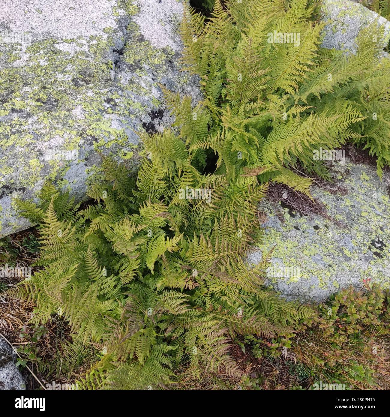 Alpine Lady-fern (Athyrium distentifolium Stock Photo - Alamy
