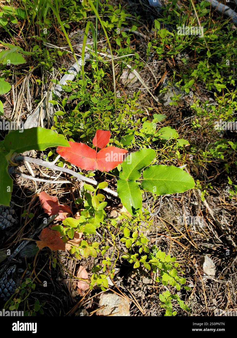 Mahonia repens hi-res stock photography and images - Alamy