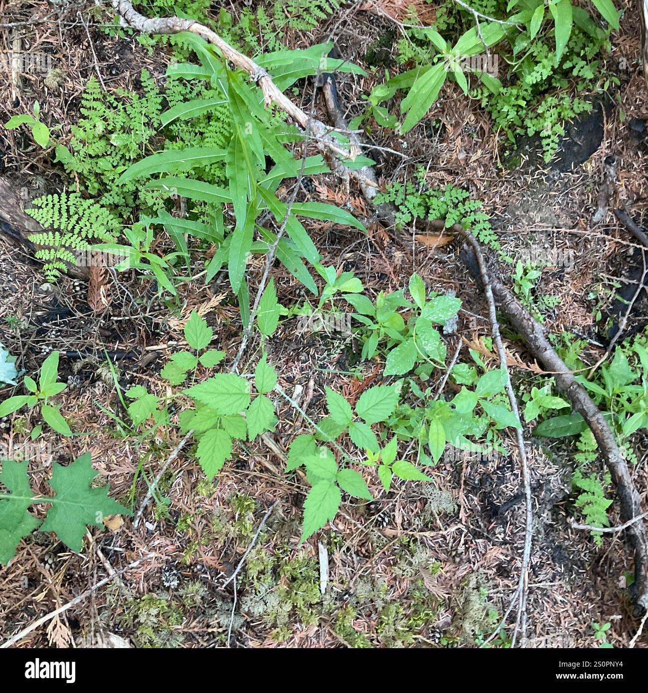 whitebark raspberry (Rubus leucodermis Stock Photo - Alamy