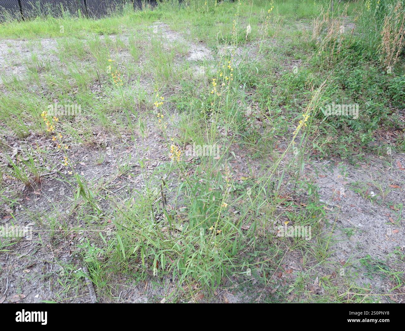 lanceleaf rattlebox (Crotalaria lanceolata Stock Photo - Alamy