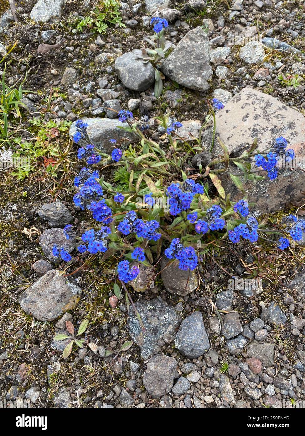 mountain forget-me-not (Myosotis asiatica Stock Photo - Alamy