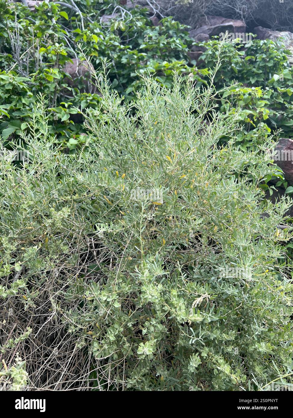 Fourwing Saltbush (Atriplex canescens Stock Photo - Alamy