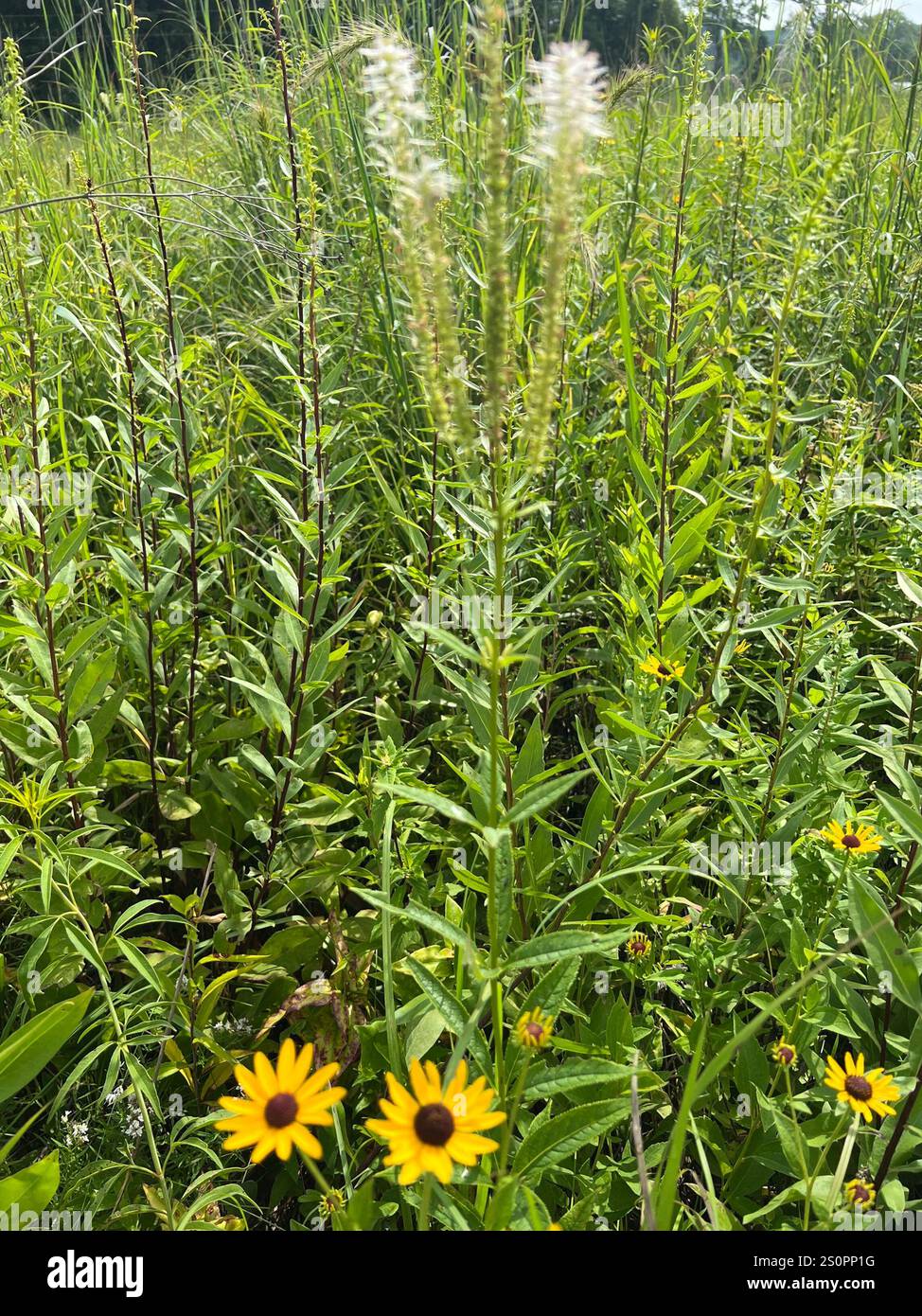 Culver's root (Veronicastrum virginicum Stock Photo - Alamy