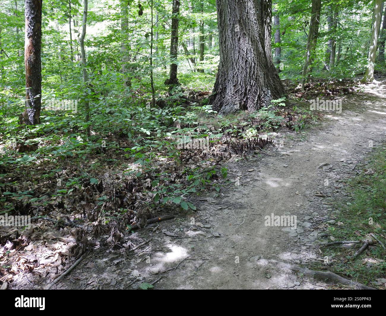 American cancer-root (Conopholis americana Stock Photo - Alamy
