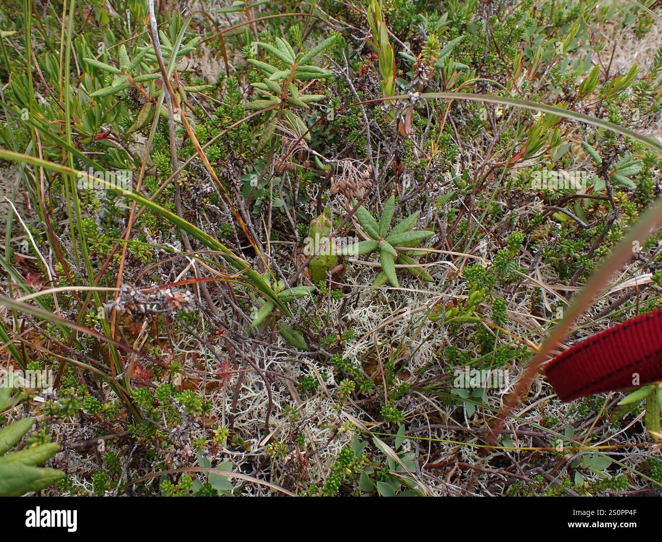 Bog Labrador Tea (Rhododendron groenlandicum Stock Photo - Alamy