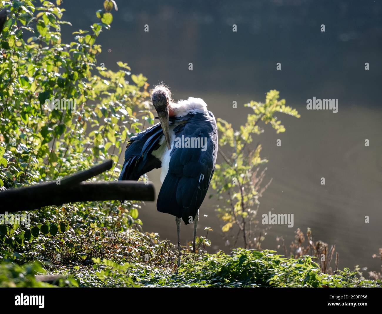 Marabou Stork Stand On Lake Shore In Zoo Stock Photo - Alamy