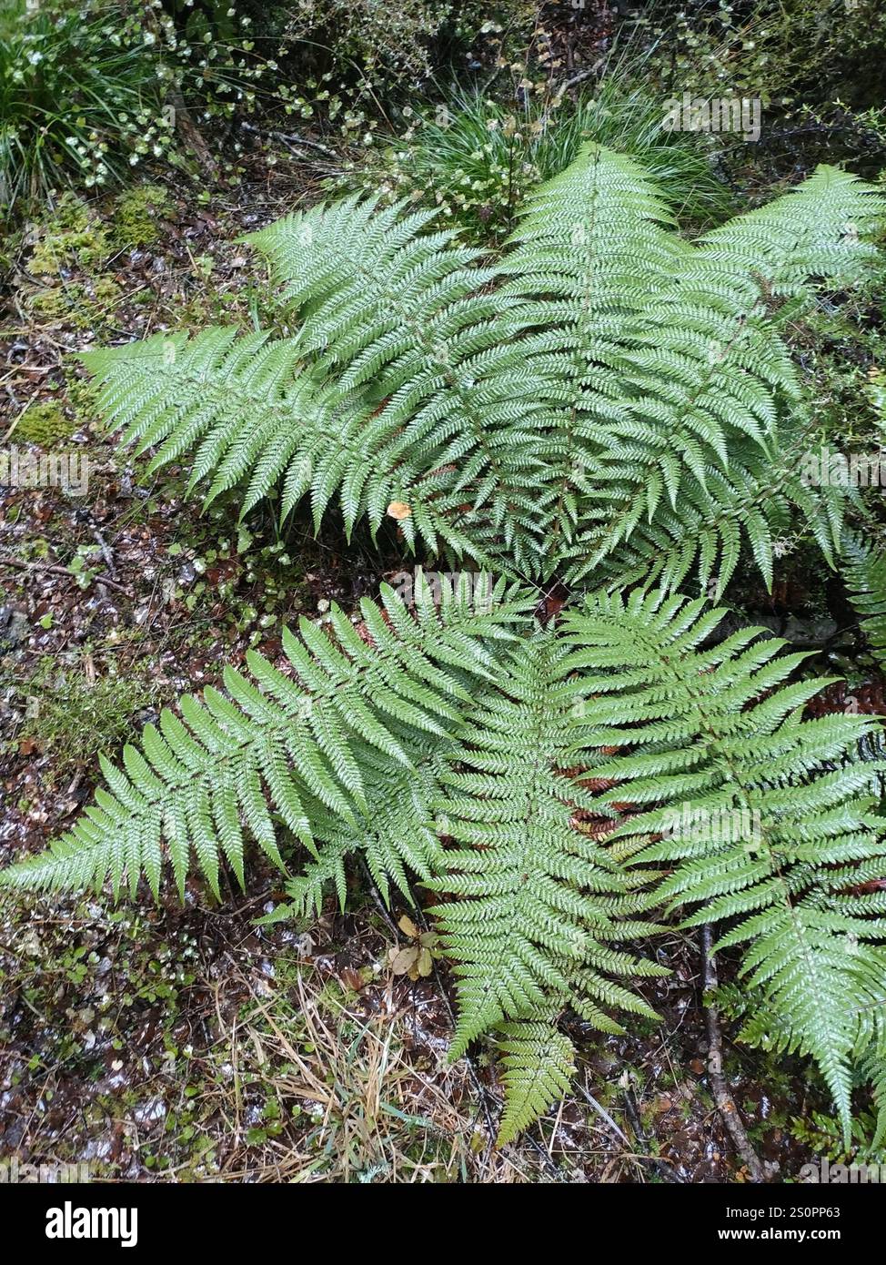 golden tree fern (Dicksonia fibrosa Stock Photo - Alamy
